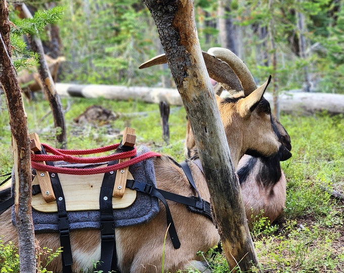 Goat Harness Nylon Web - Etsy