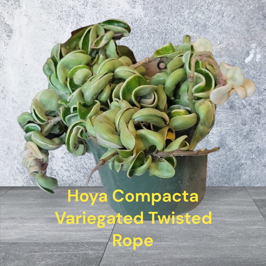 Hoya Variegated Compacta Twisted Rope. FREE SHIPPING First Class in Six ...