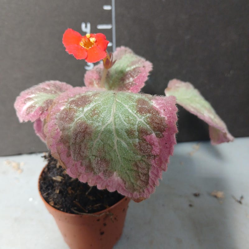 Episcia - Etsy