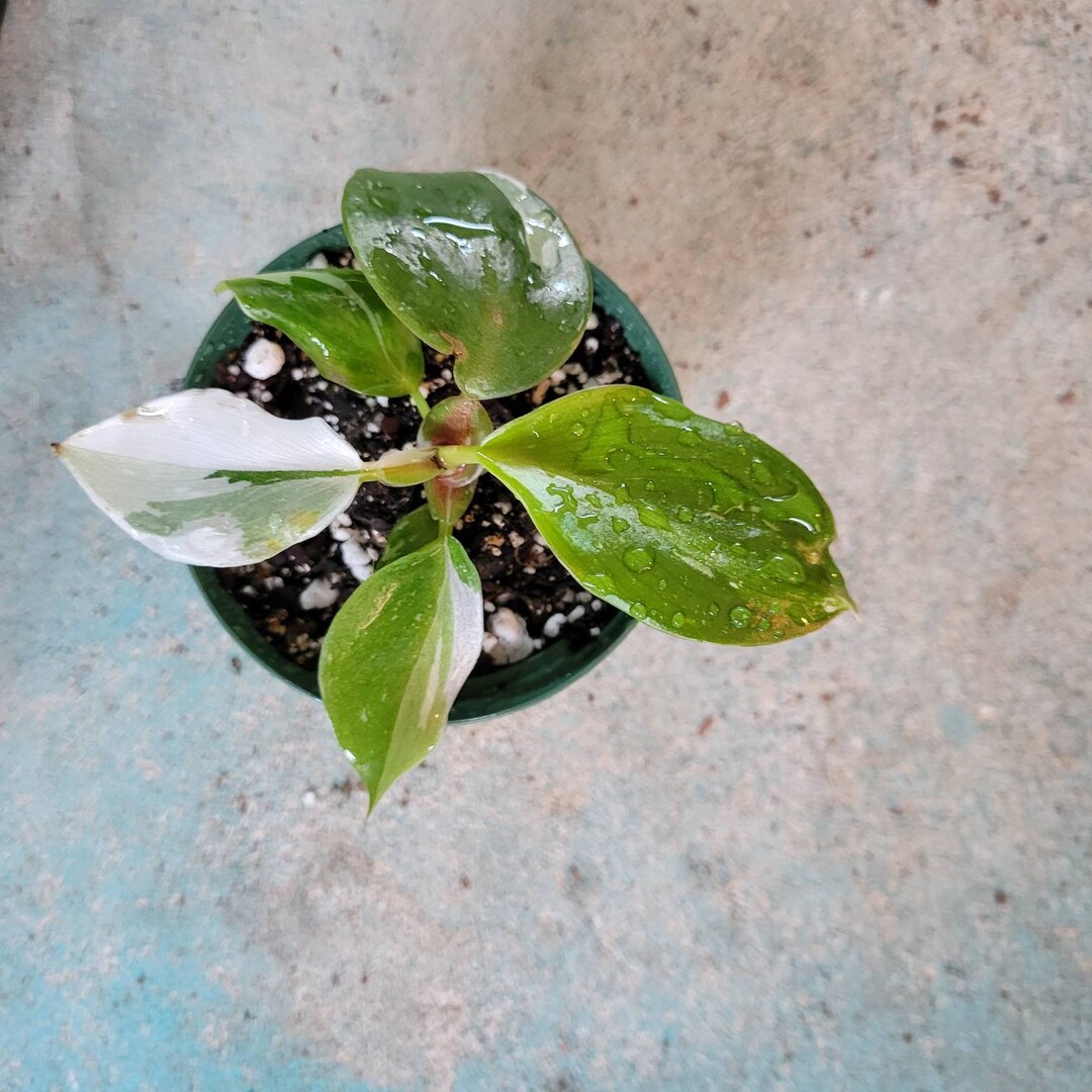 Philodendron WHITE KNIGHT Plant Growing in Four Inch Pot Photos B4 ...