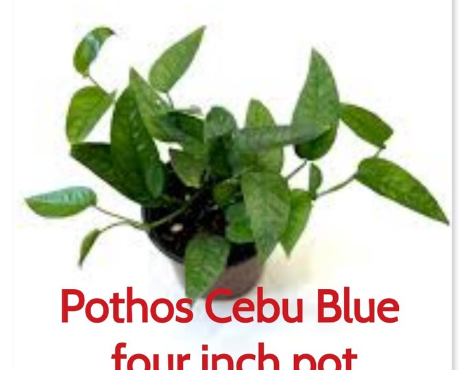 Pothos Cebu Blue Ships in Four Inch Pot. I Send Photos B4 Shipping ...