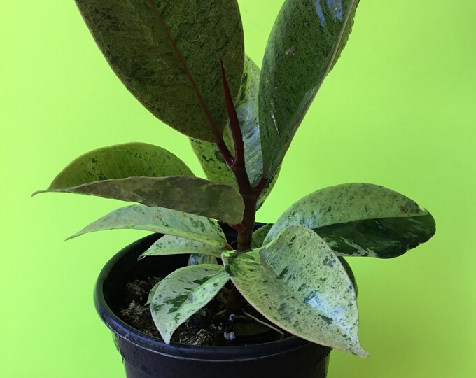 Ficus Elastica Variegated Rubber Tree Shivereana moonshine 4 Inch Pot ...