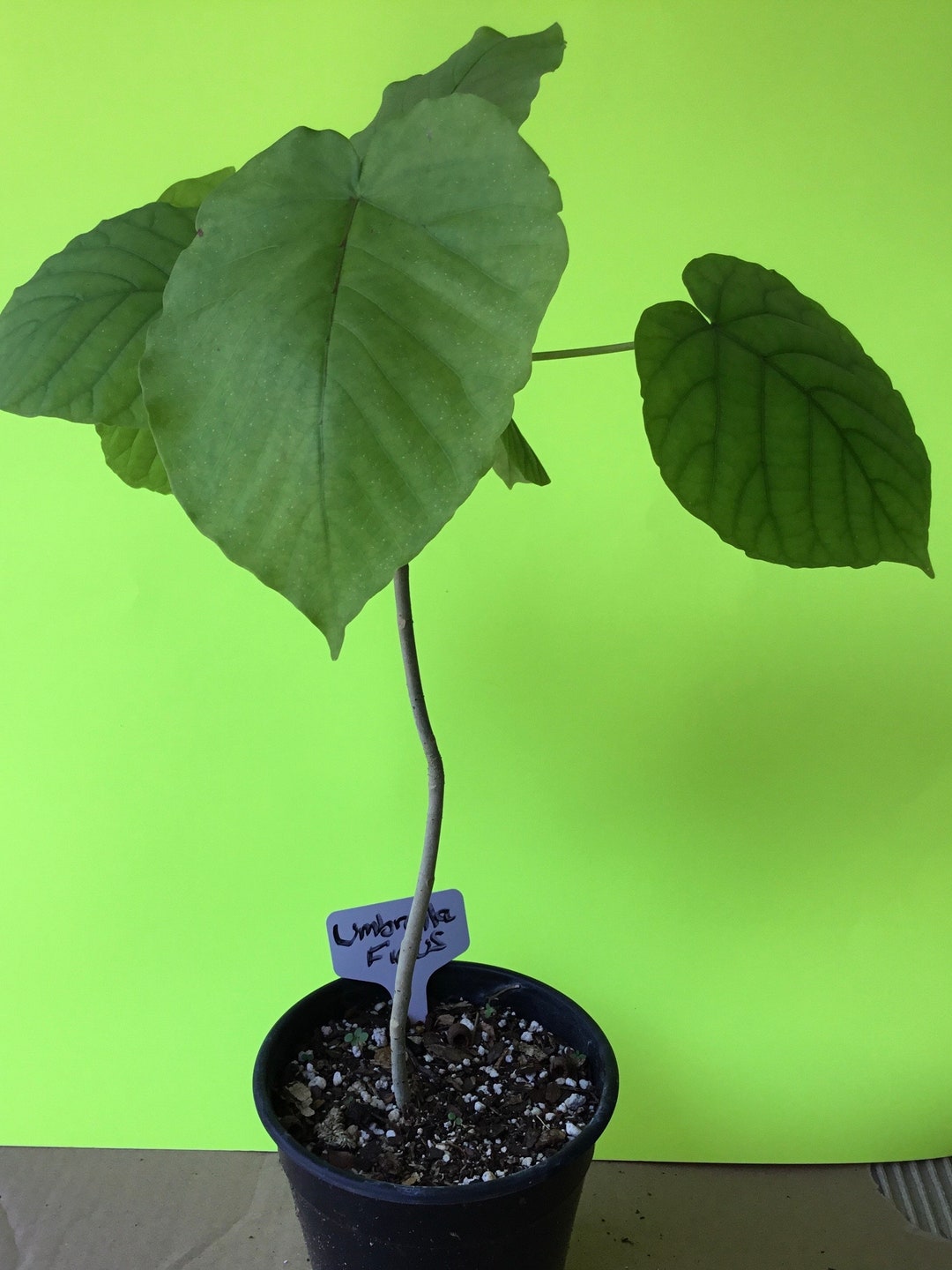 Ficus Umbellata Aka Umbrella Ficus in 4 Inch Pot. FREE SHIPPING With 35 ...