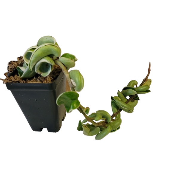 Hoya Rope Plant - Etsy