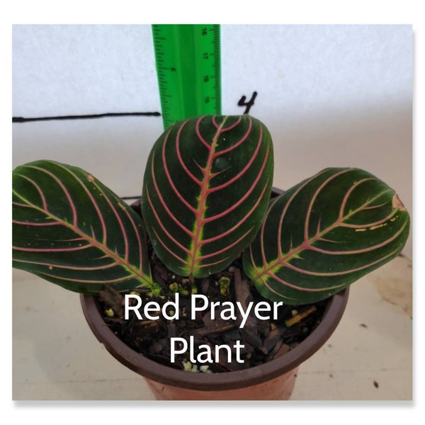 Prayer Plant - Etsy