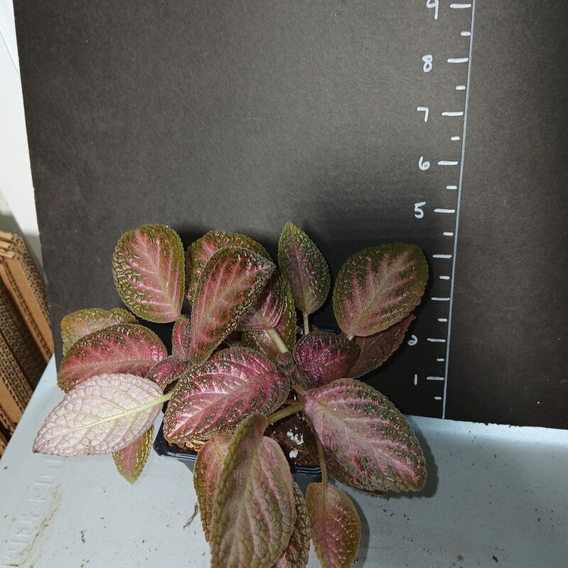 Episcia - Etsy