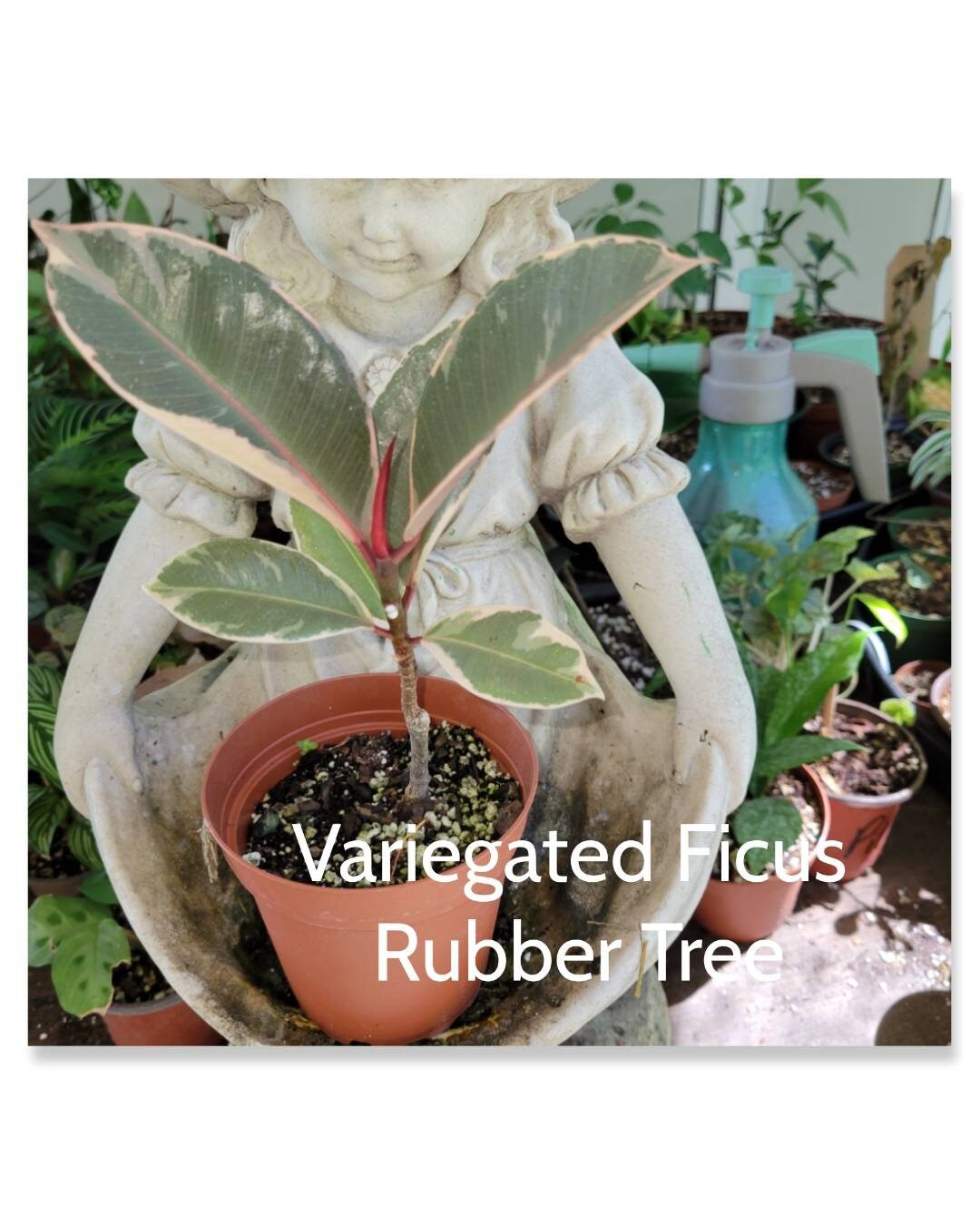 Ficus Elastica Variegated Rubber Tree Growing in Four Inch Pot.photos ...