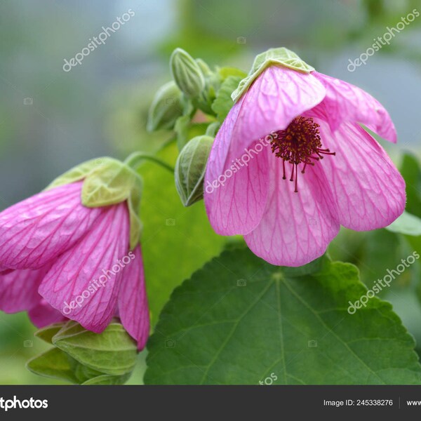 Abutilon - Etsy