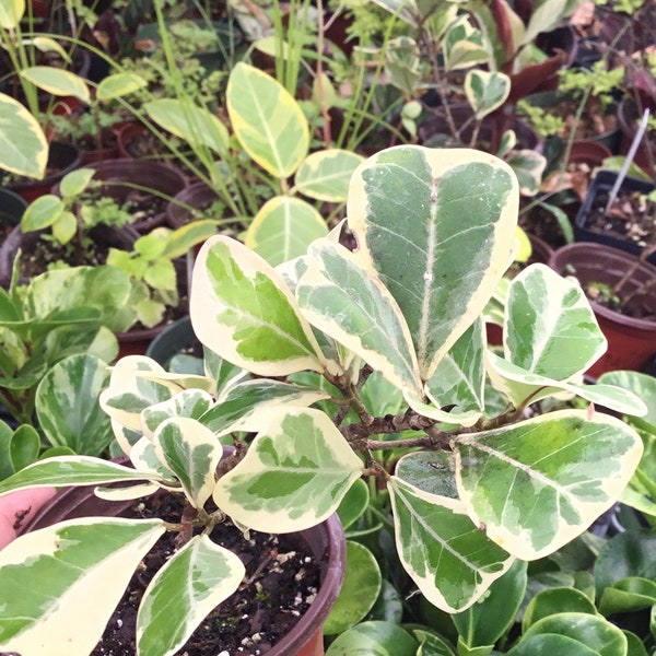 Ficus Triangularis Variegated - Etsy