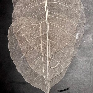 Natural Skeleton Leaves (30 Pieces), 15cm Floral Craft Supplies - Etsy