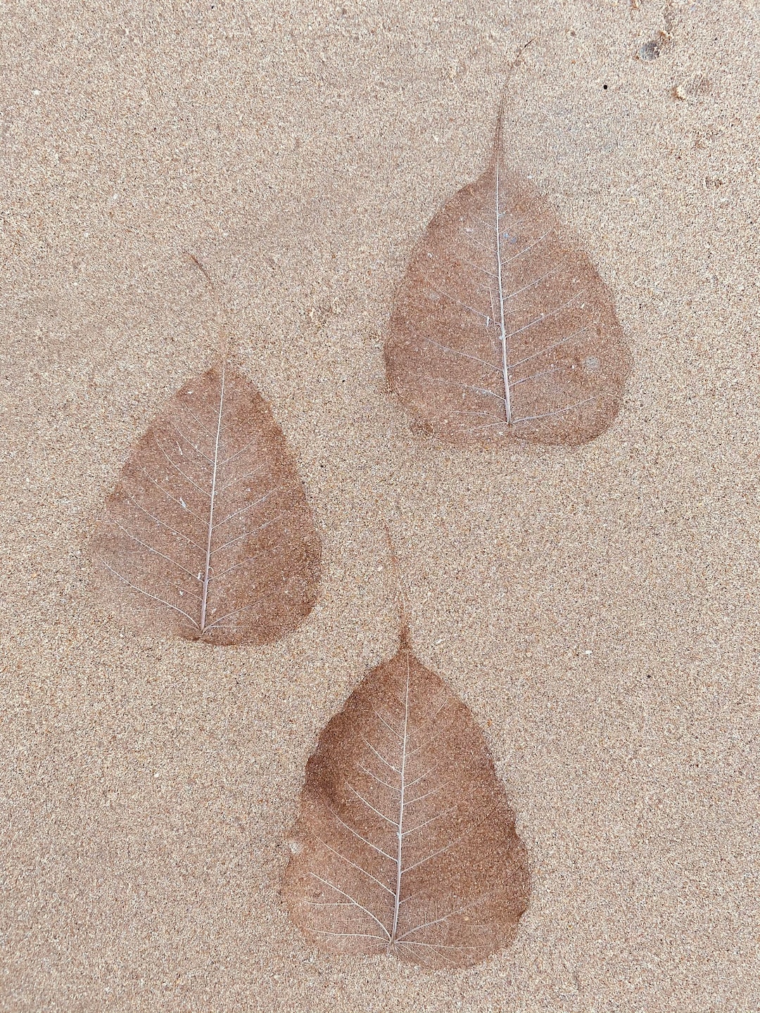 30 Large CHOCOLATE BROWN Color Bodhi Leaves - Etsy