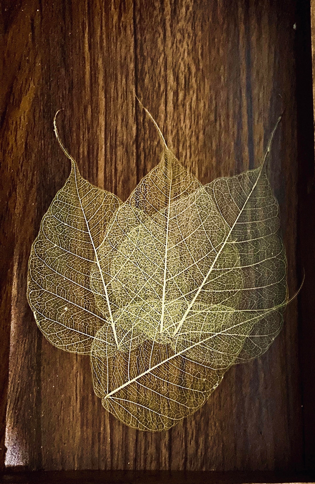 50 Natural Skeleton Leaves Natural Color Flower Making Floral Scrapbook ...