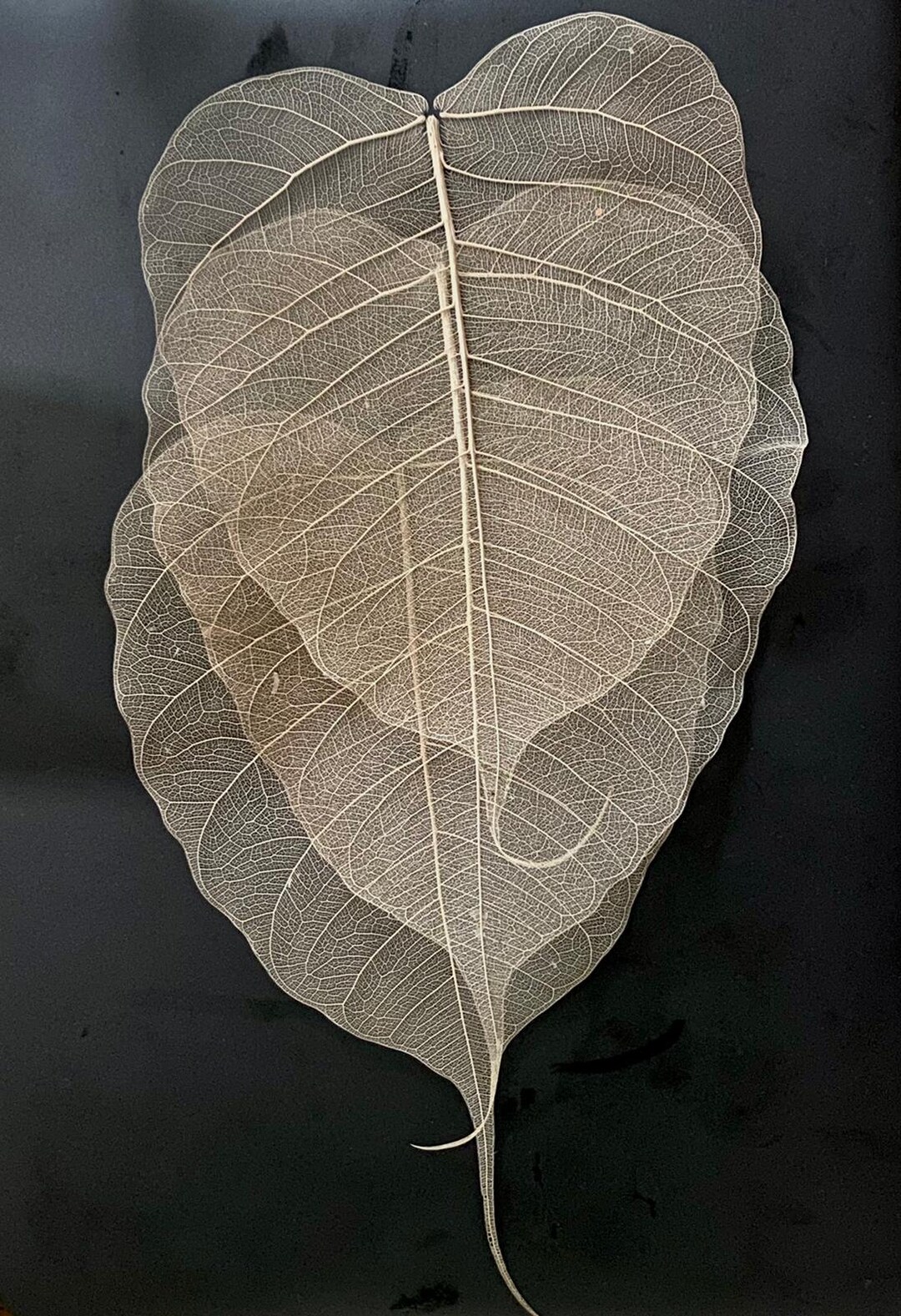 Natural Skeleton Leaves (30 Pieces), 15cm Floral Craft Supplies - Etsy