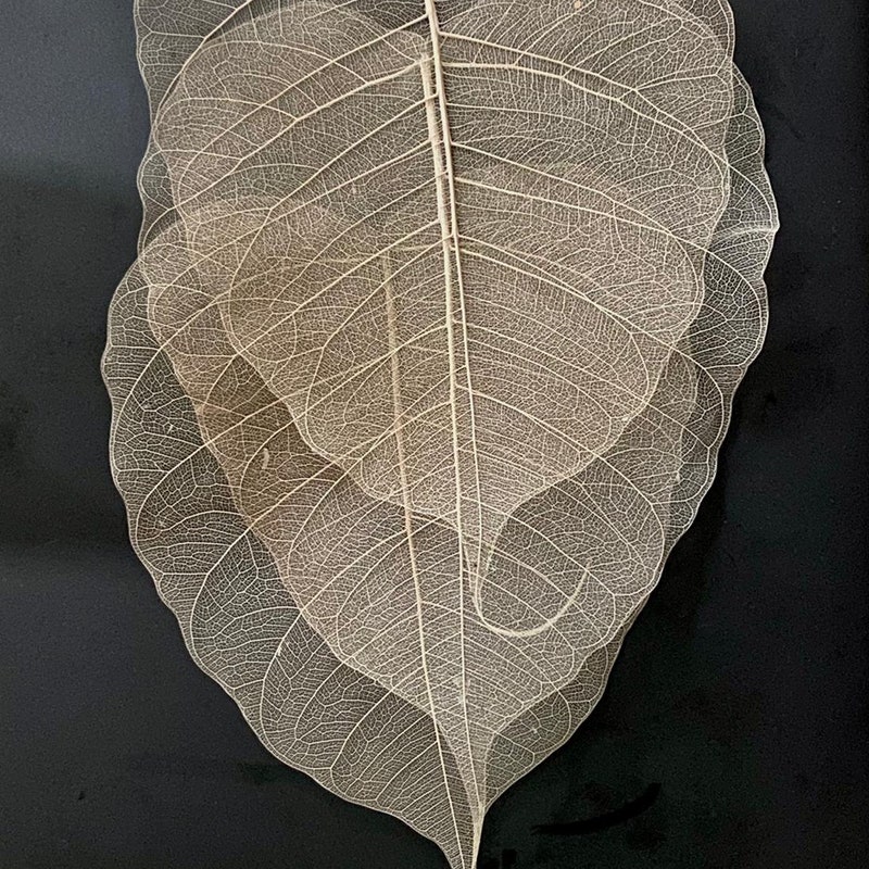 Skeleton Leaf Art - Etsy