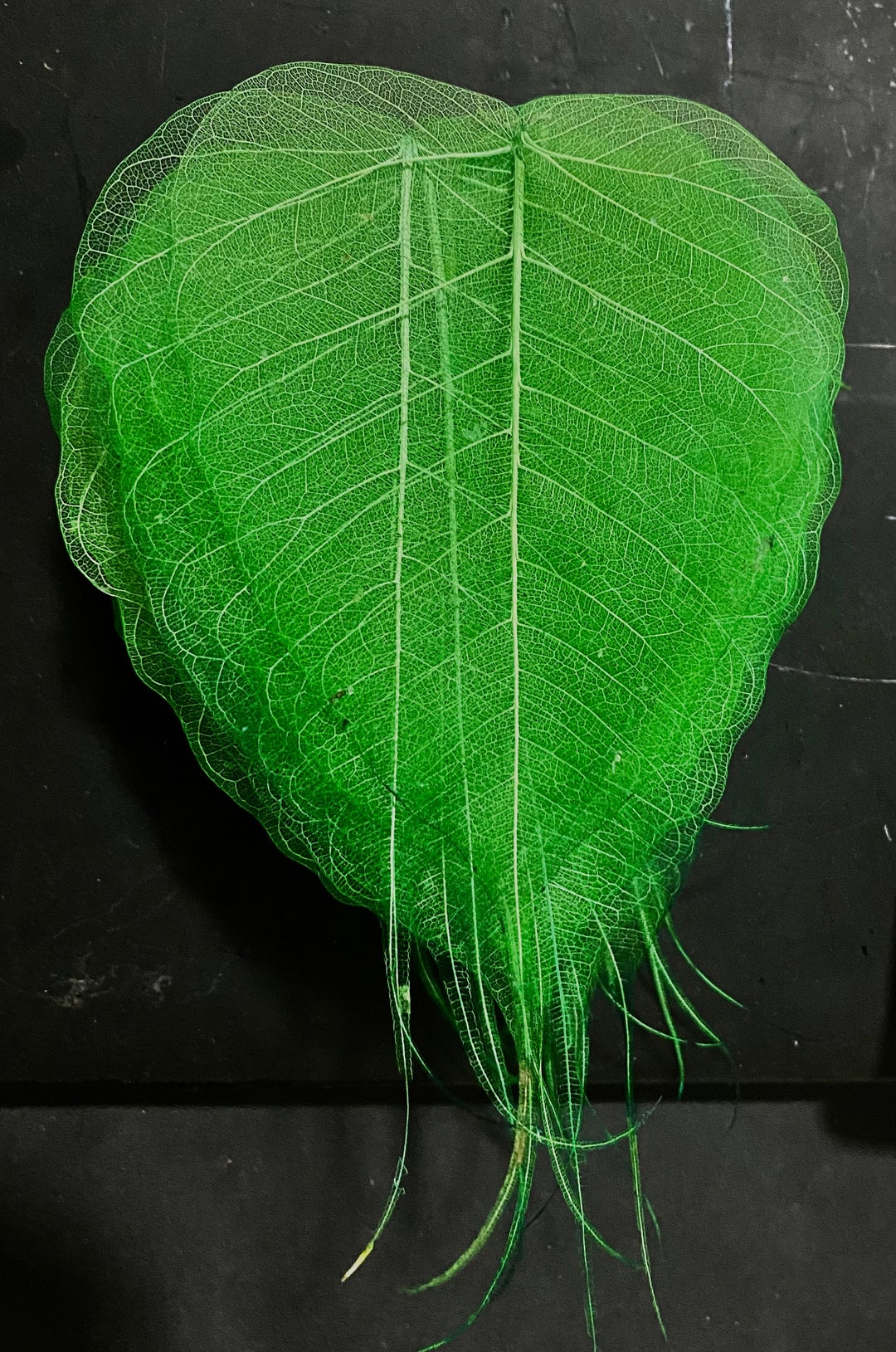 30 Green Bodhi Skeleton Leaves, Wedding Art Craft Supply - Etsy
