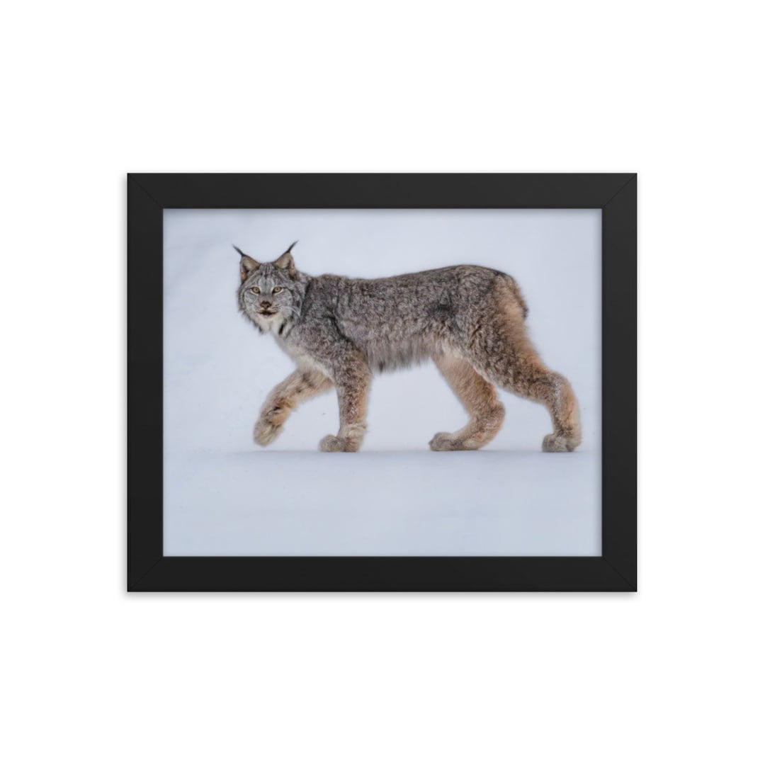 Canada Lynx Framed 8x10 Print - Etsy
