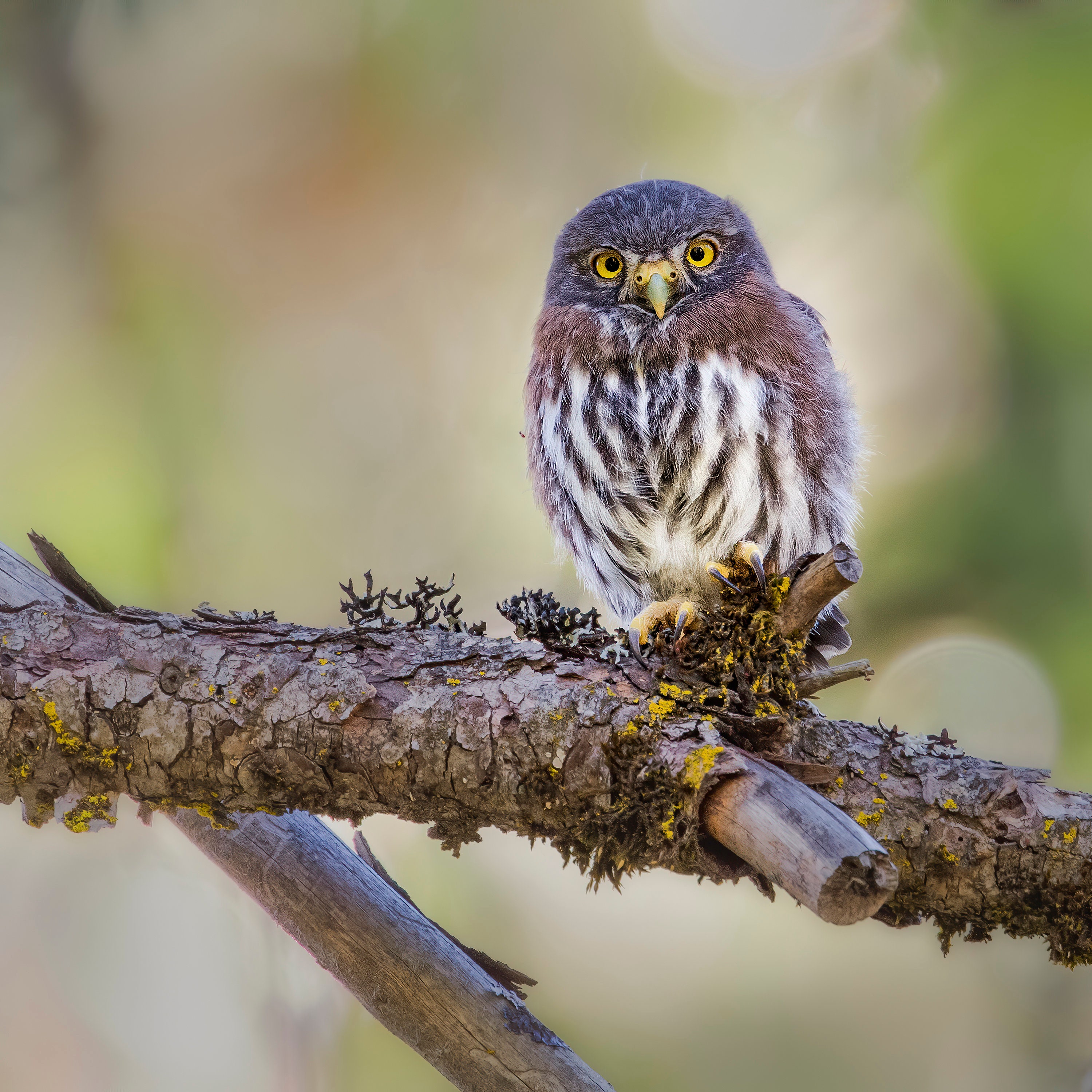 Northern Pygmy Owl Call