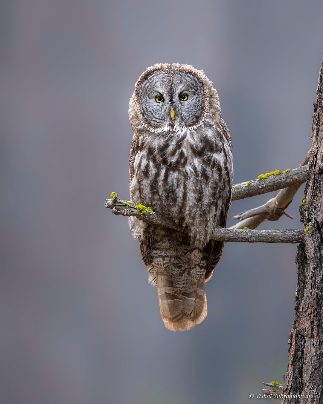 Great Gray Owl - Digital Download for Artists - Etsy