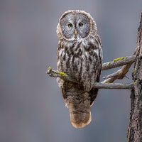 Two Coyotes Signed Print With Story - Etsy