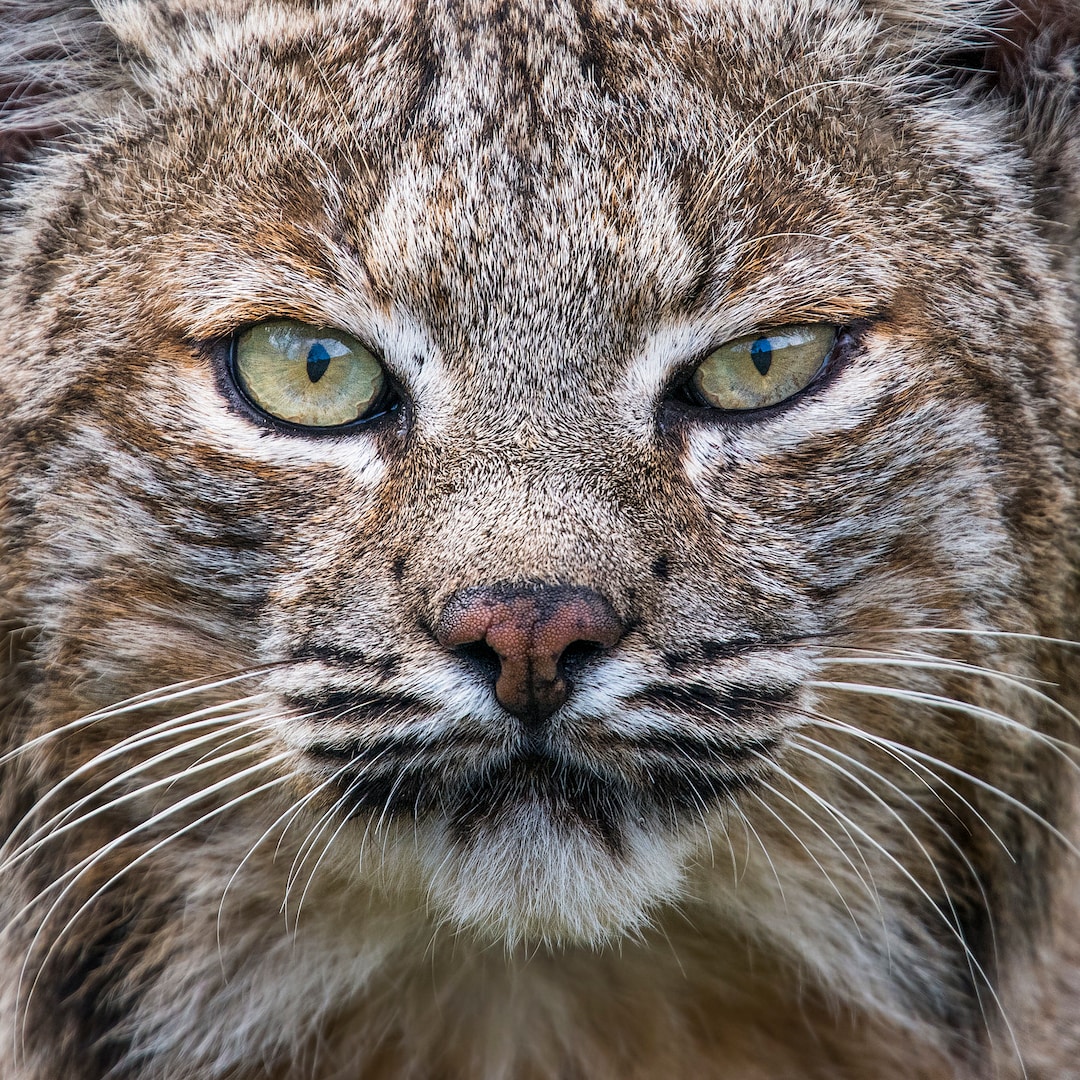 Bobcat Portrait - Signed Print With Story - Etsy