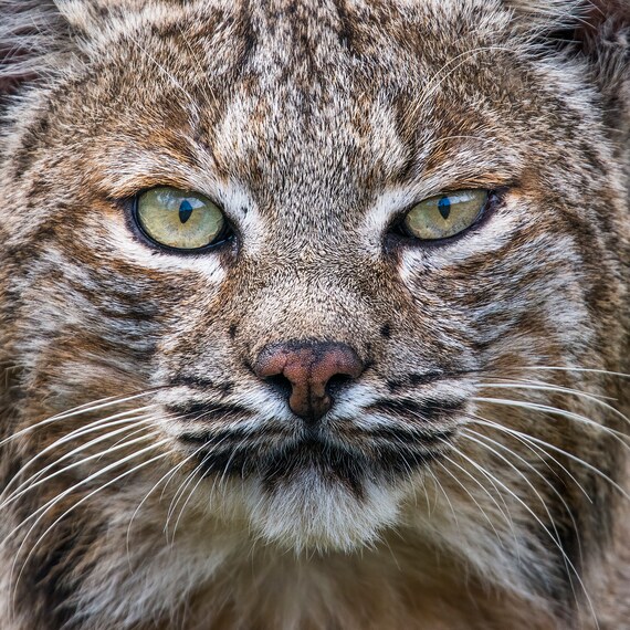 Bobcat Portrait Signed Print With Story - Etsy