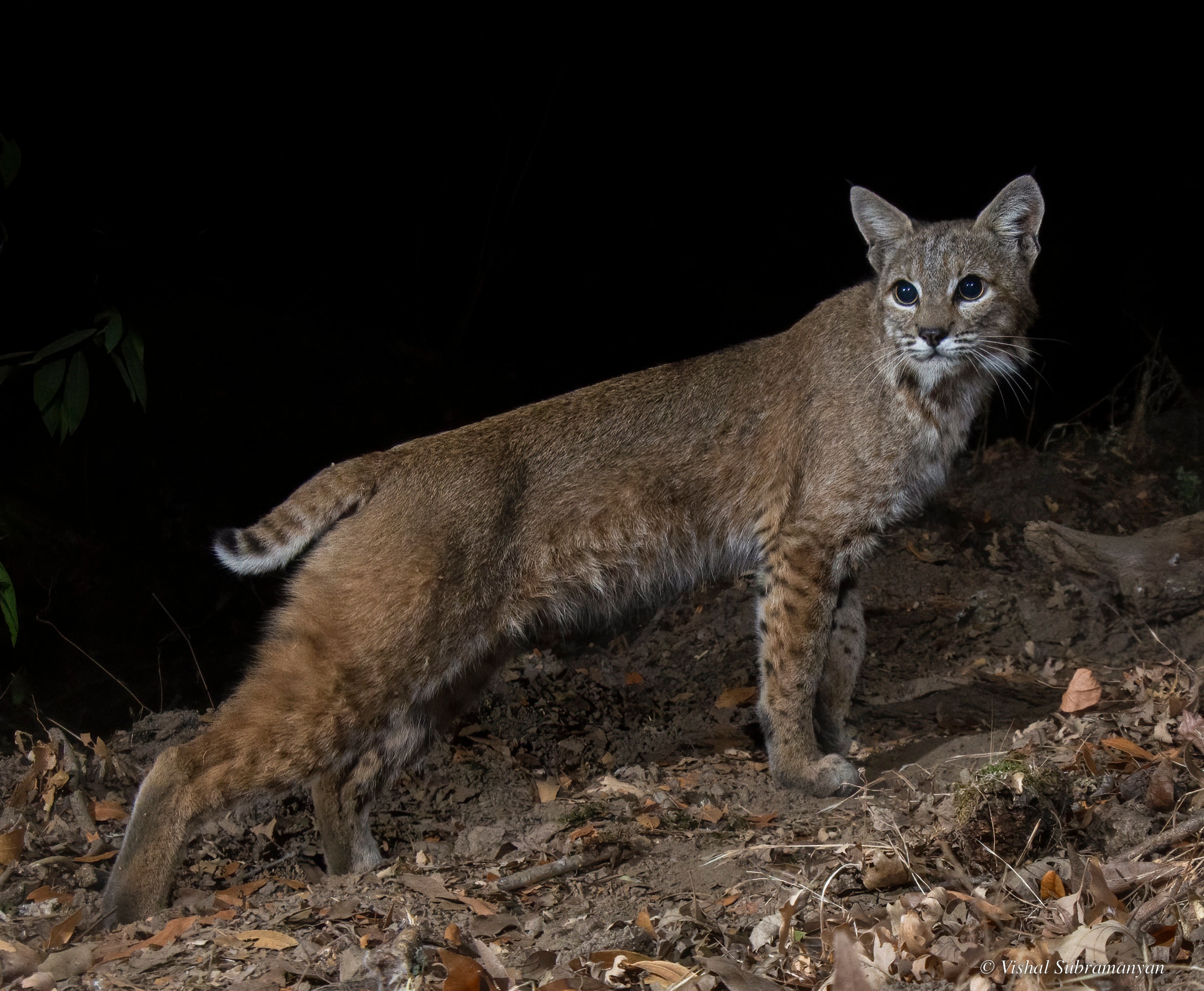 Bobcat at Night - Digital Download for Artists - Etsy
