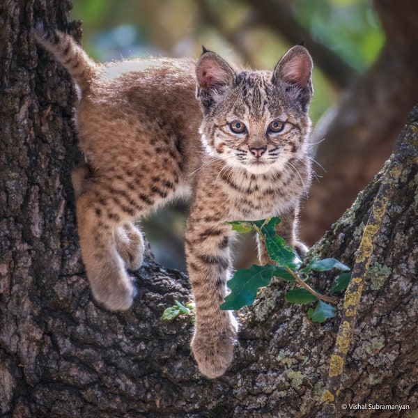 Two Coyotes Signed Print With Story - Etsy