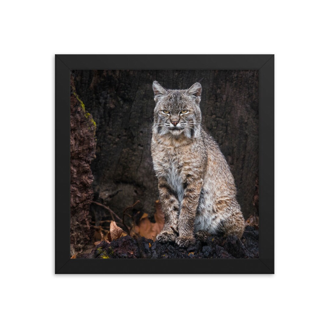Bobcat Framed Print - Etsy