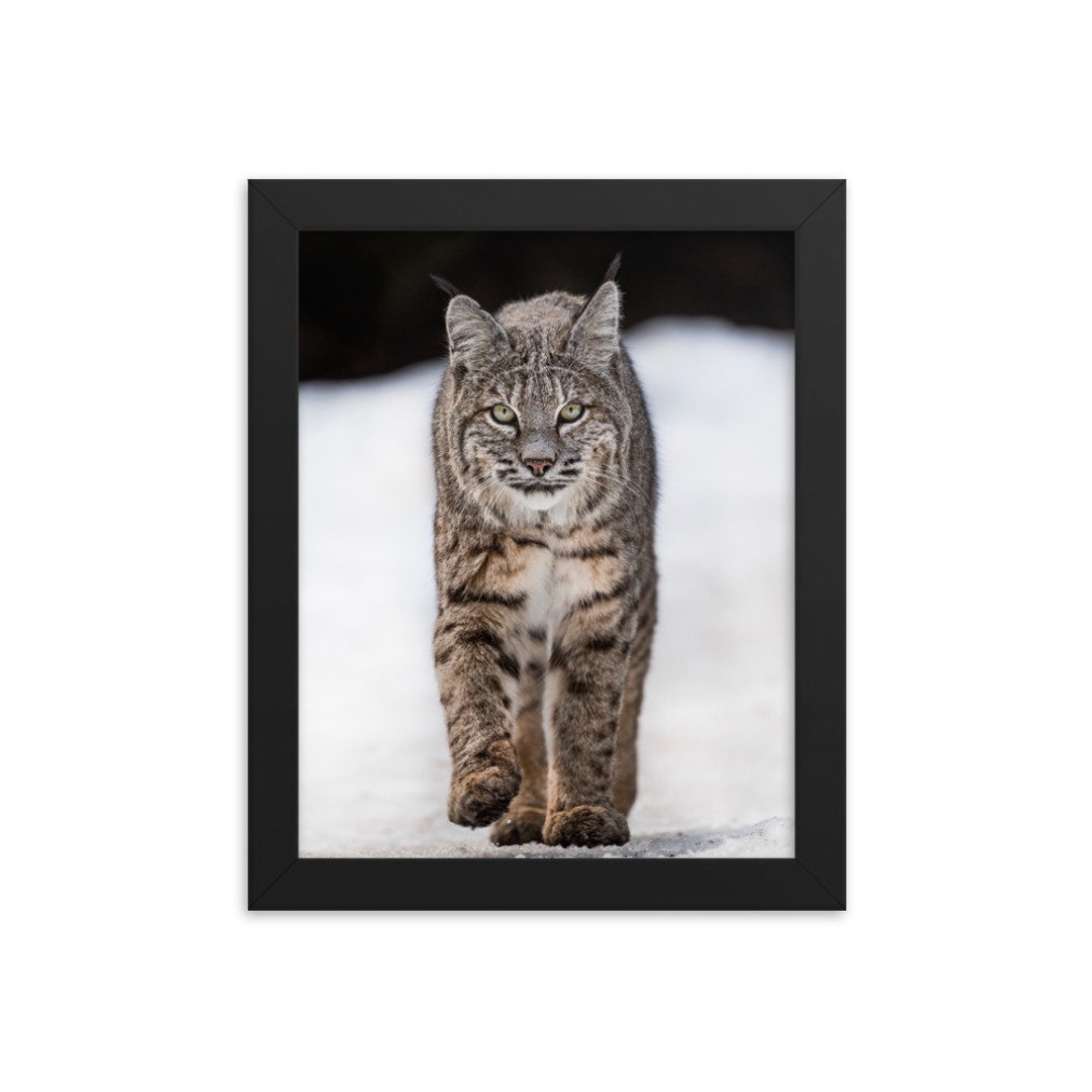 Bobcat Framed Print - Etsy