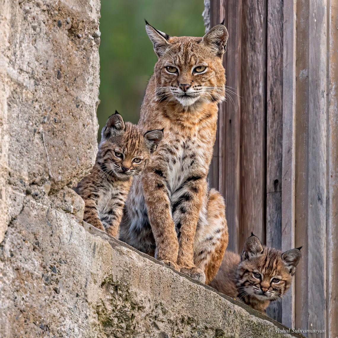Bobcat Family - Digital Download for Artists - Etsy