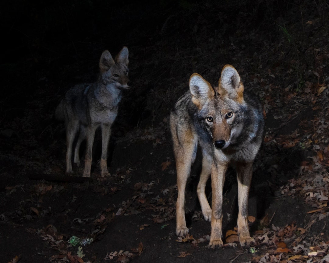 Two Coyotes - Signed Print With Story - Etsy