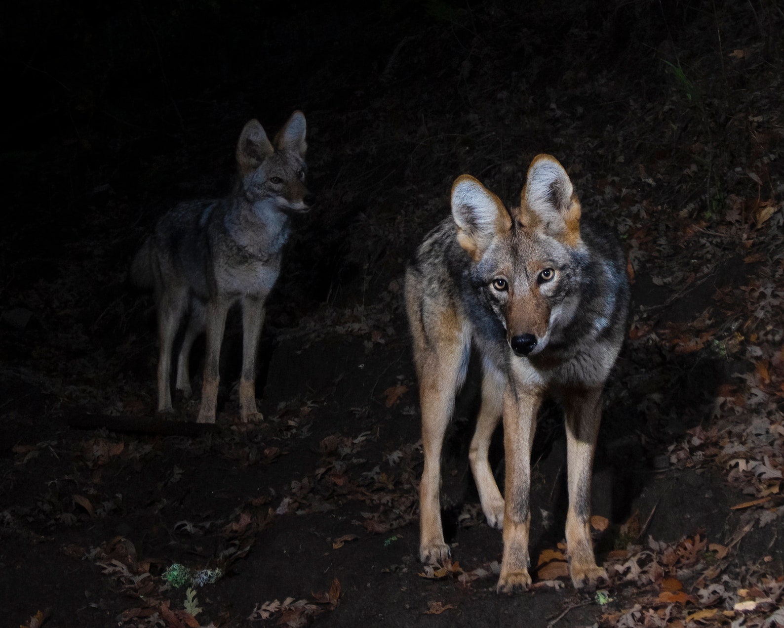 Two Coyotes - Signed Print With Story - Etsy