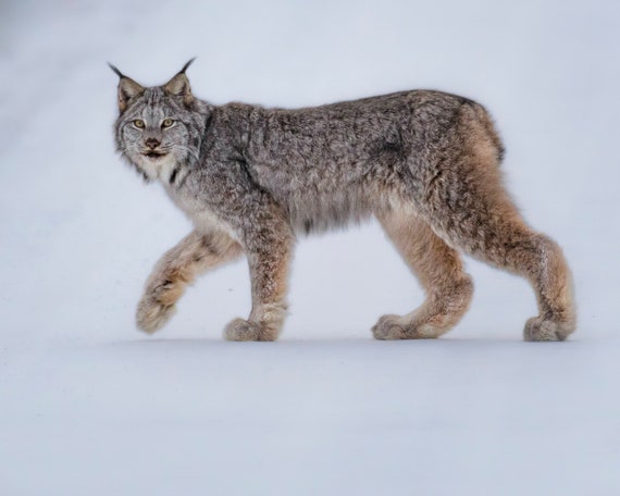 Canada Lynx in British Columbia signed print with story | Etsy