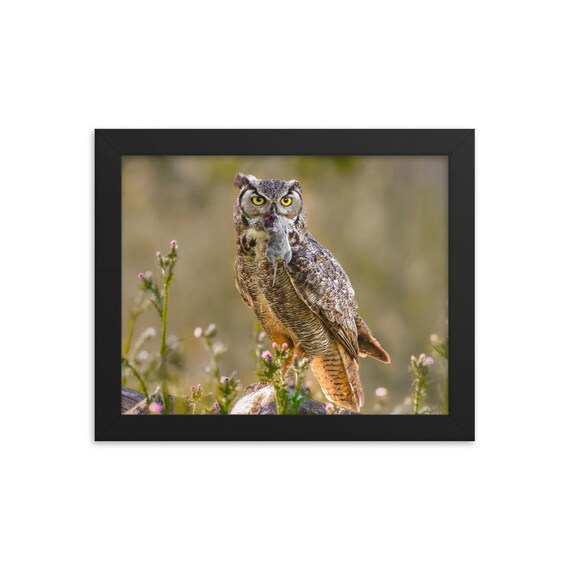 Great Horned Owl With Prey