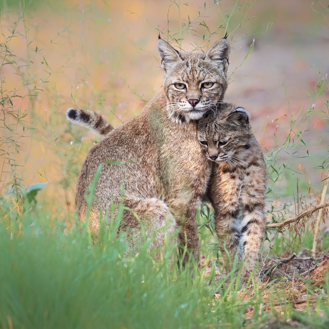 Bobcat Mother and Kitten Interacting - Signed Print With Story - Etsy