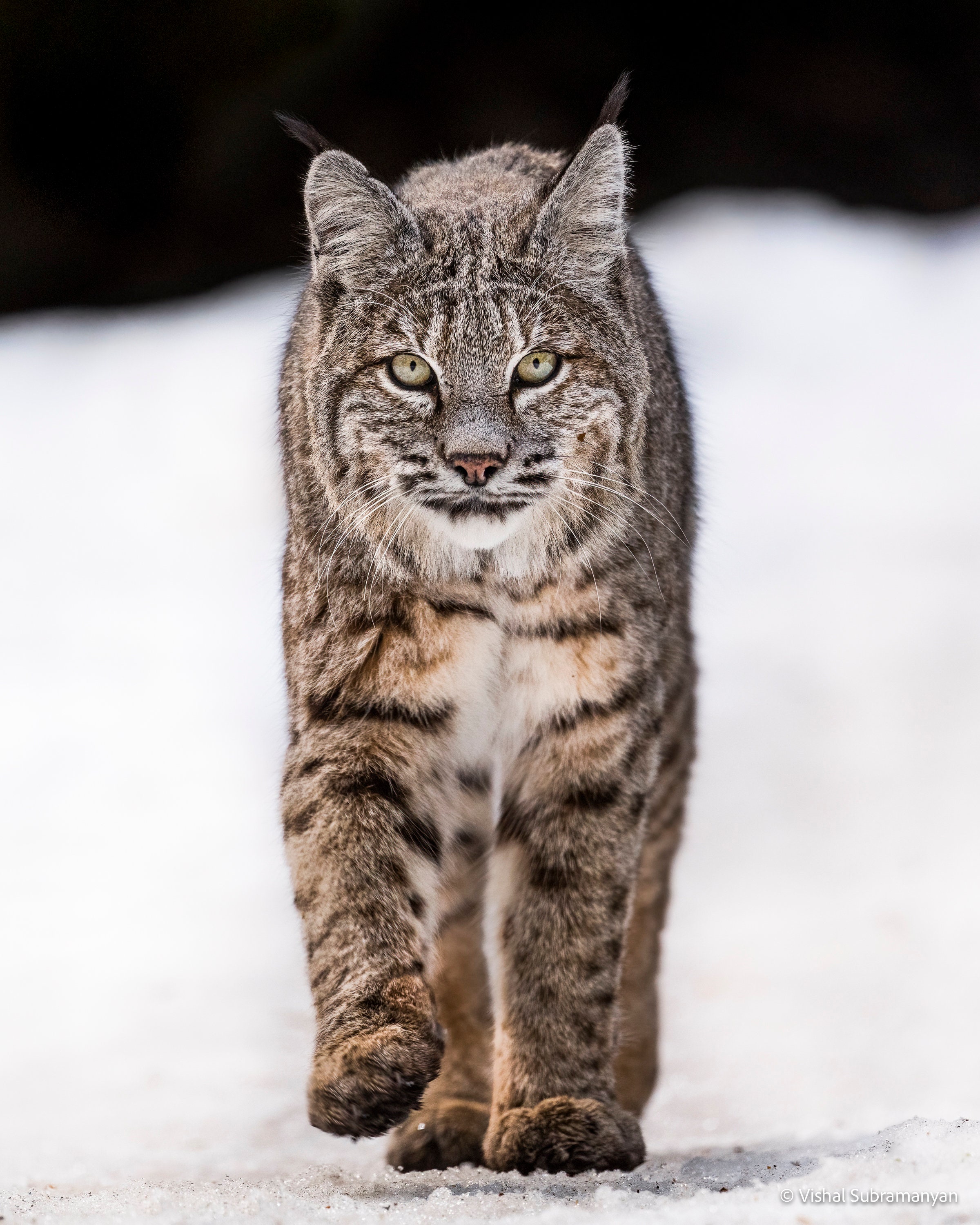 Bobcat in the Snow - Signed Print With Story - Etsy