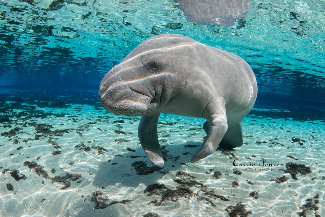 Baby Manatee Photo - Etsy