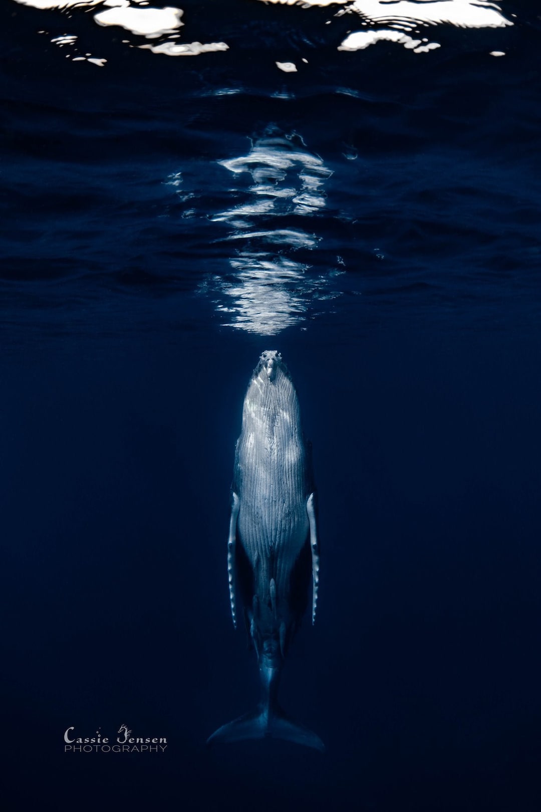 Baby Whale Surfacing Photo - Etsy