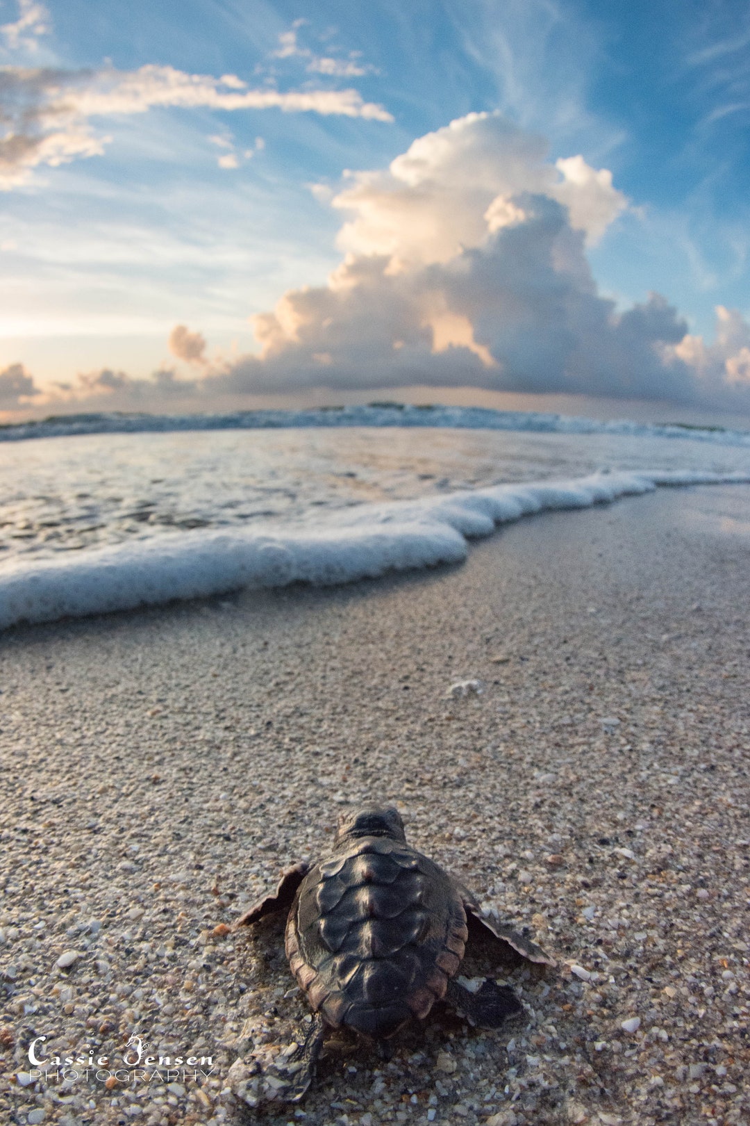 Bebé tortuga en sunrise foto - Etsy España