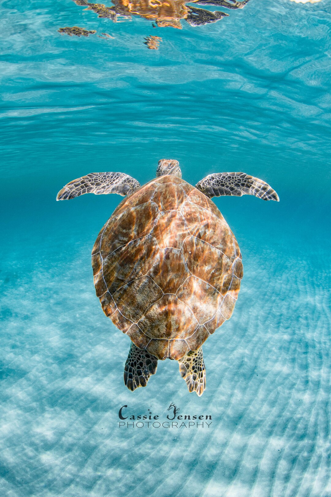 Turtle in the Blue Photo - Etsy