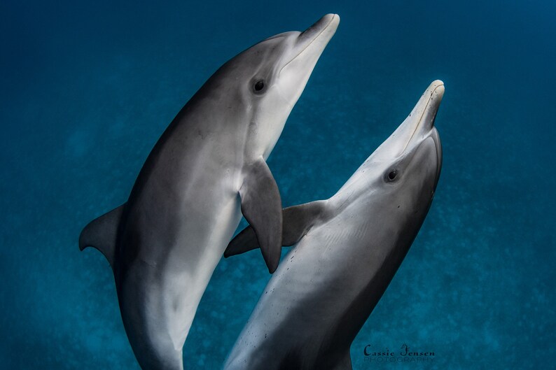 Dolphin Hug Photo - Etsy