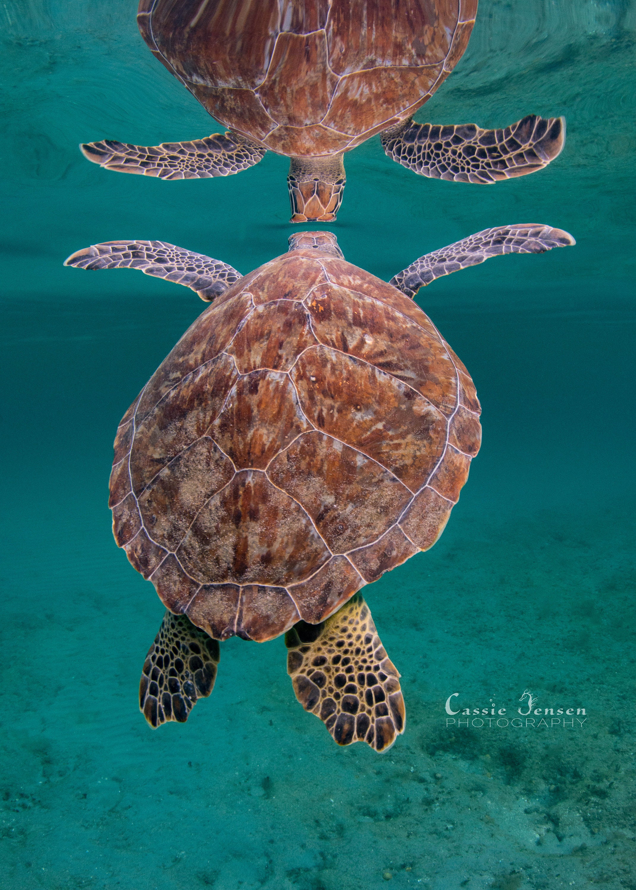 Turtle Reflection Photo - Etsy