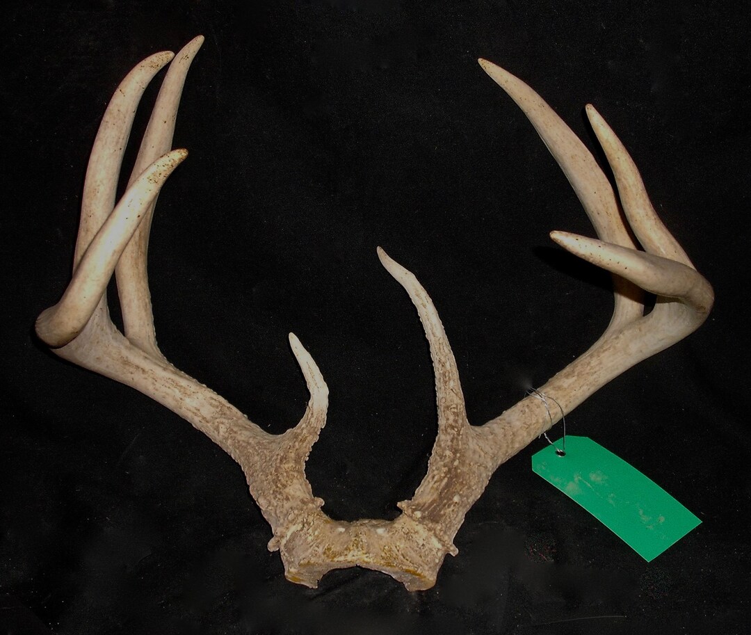 SUPER COOL CURVY 4x4 Whitetail Deer Antlers Taxidermy Horns Rack Cabin ...