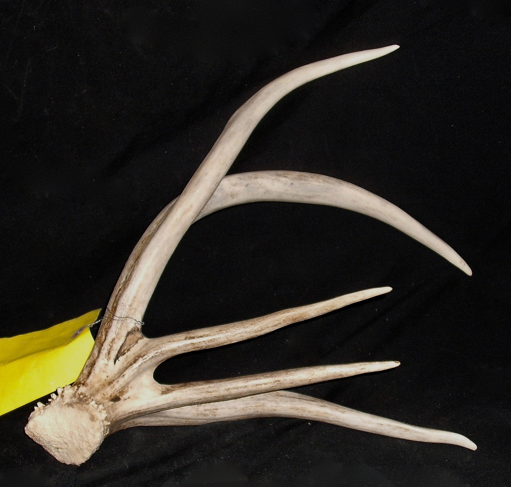 TRIPLE BROW TINE Whitetail Deer Antler Taxidermy Horn Shed Cabin 76A - Etsy