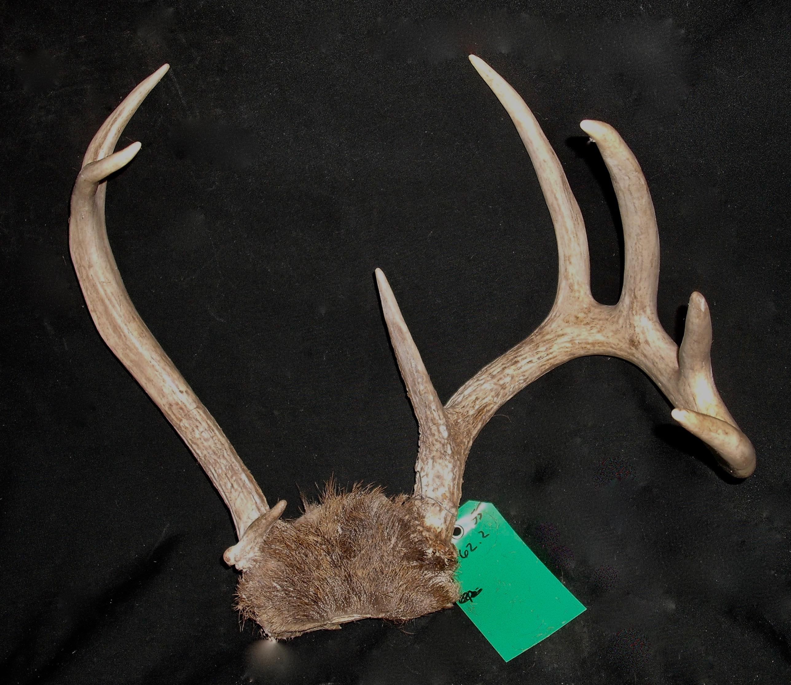 COOL FREAK 3x5 Whitetail Deer Antlers Taxidermy Horns Rack Cabin Wild ...