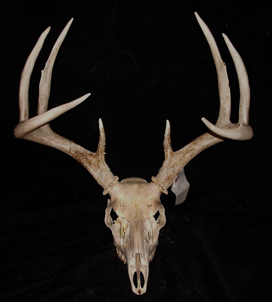 GIANT CLEAN 4x4 Full Skull Whitetail Deer Antlers Taxidermy - Etsy