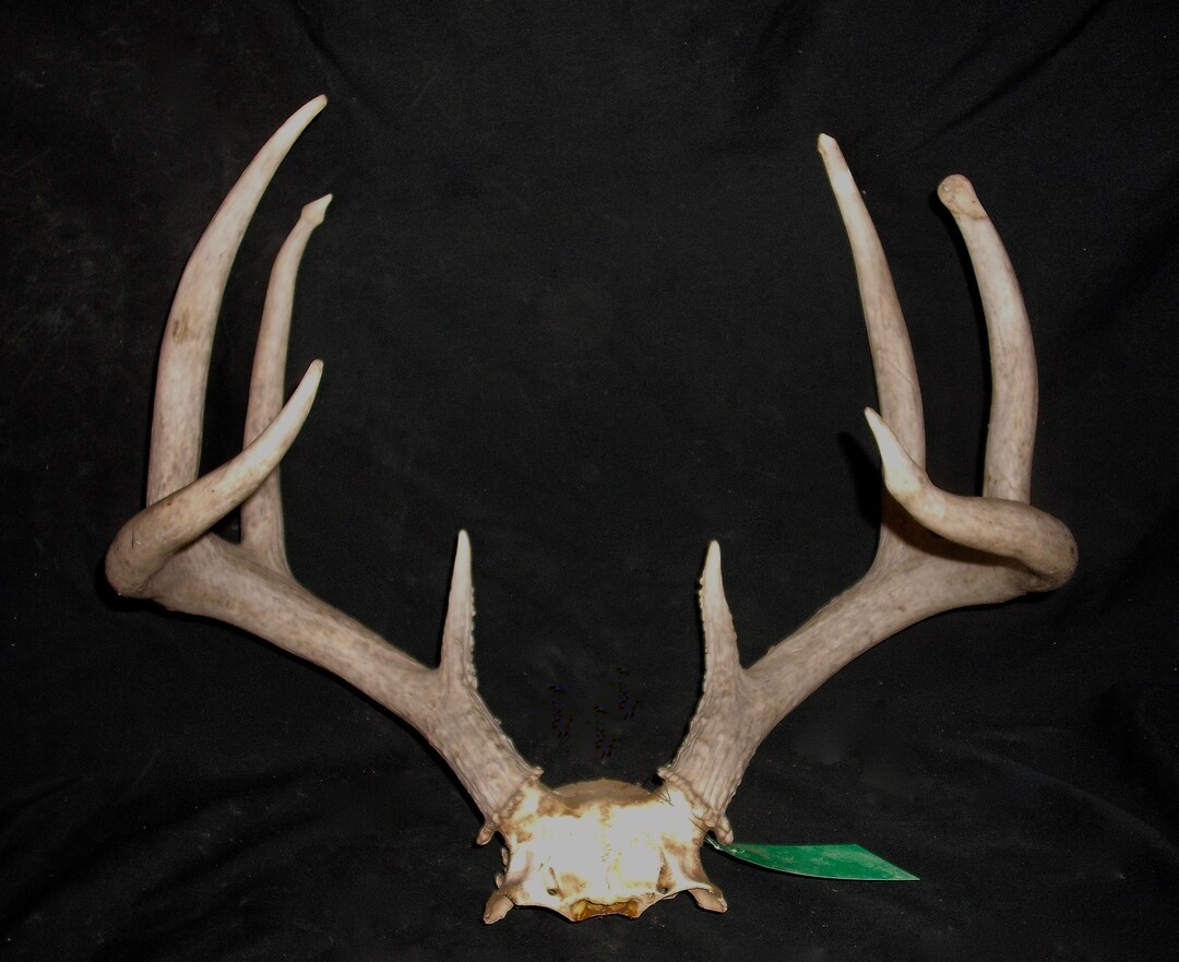HEAVY DENSE CLEAN 4x4 Whitetail Deer Antlers Taxidermy Horns Rack Cabin ...
