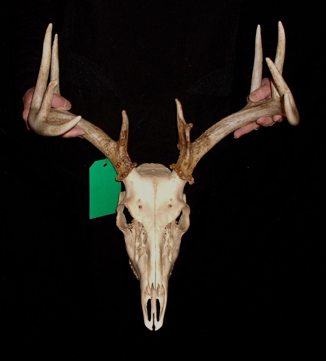SWEET FRESH 5x5 Typical FULL Skull Whitetail Deer Antlers Taxidermy ...