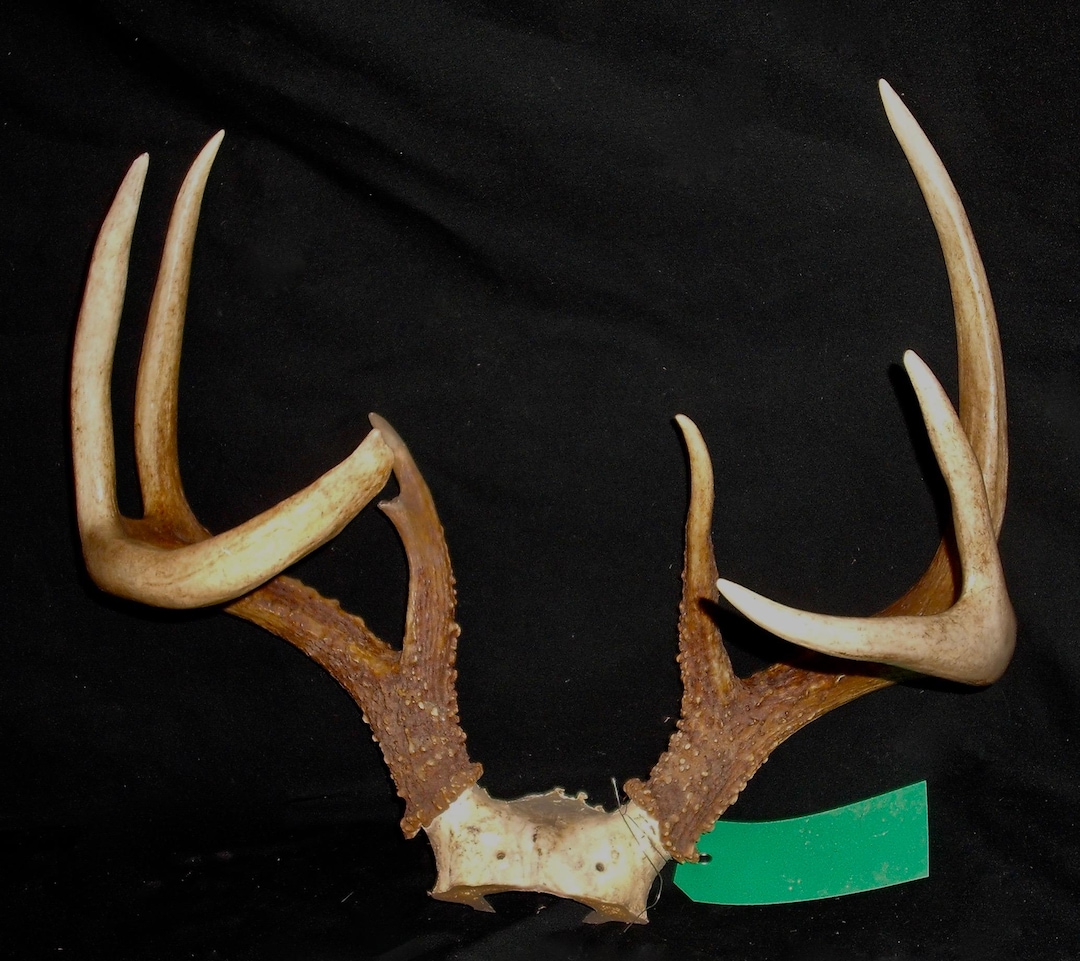 HEAVY TALL BROW Tines 4x4 Whitetail Deer Antlers Taxidermy Horns Rack ...