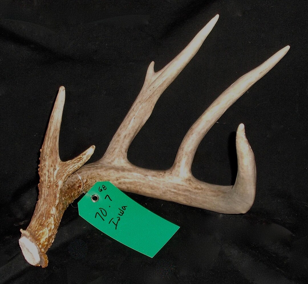 BIG 4 Point Plus Whitetail Deer Antler Taxidermy Horn SHED Cabin NICE ...